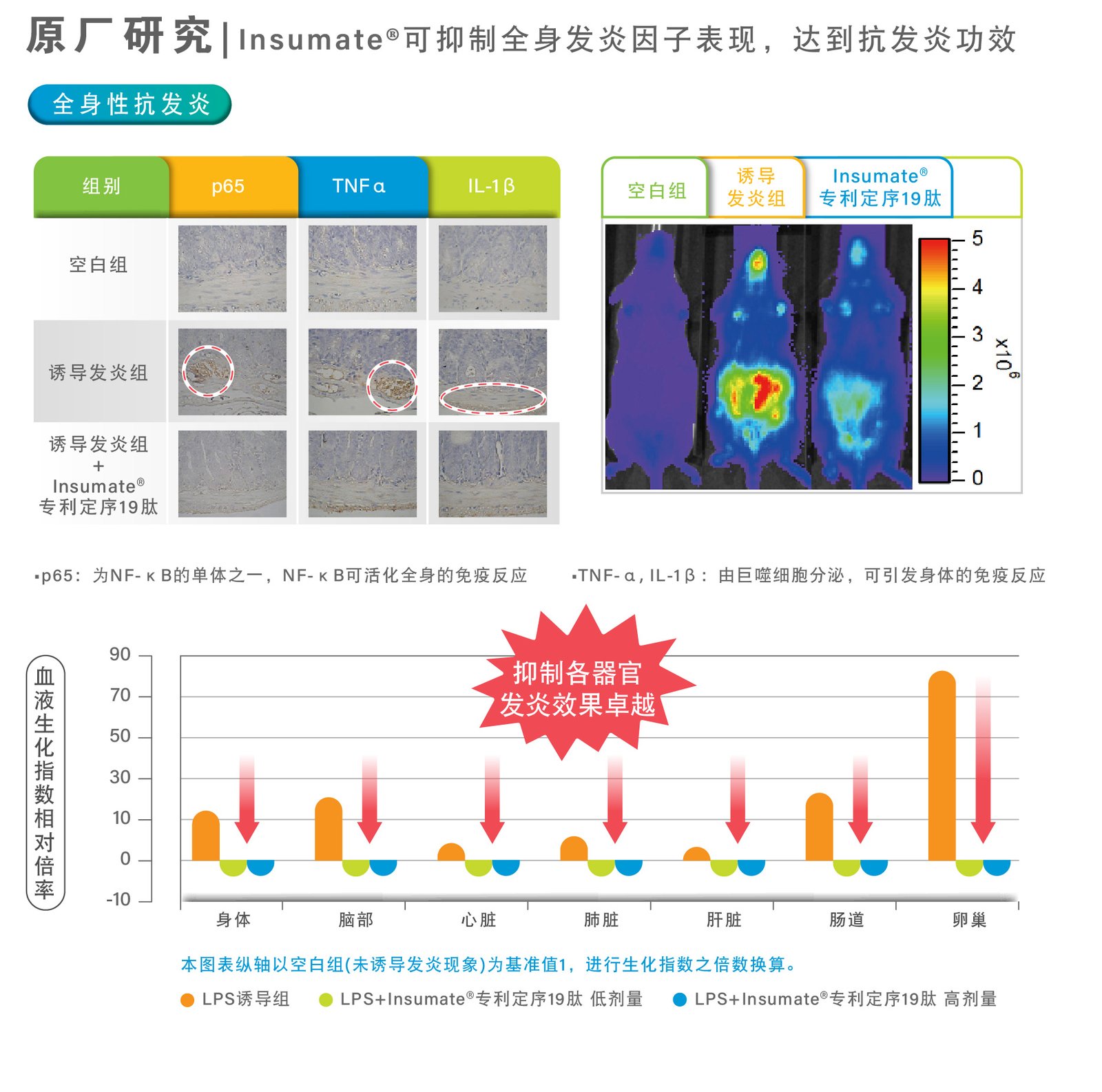 抗发炎 - Insumate®苦瓜胜肽 -专利定序19肽(mclRBP-19)